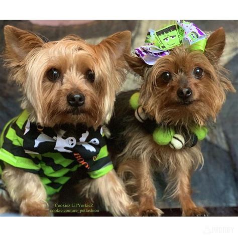 Happy Halloween Eve From Remi And Ezmay