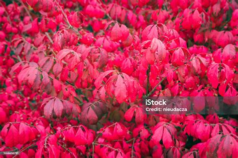가을 불타는 부시의 정원 Euonymus Alatus 콤팩투스 벽지 화살나무에 대한 스톡 사진 및 기타 이미지 화살나무