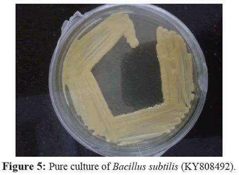 Effectiveness Of Bacteriocin From Bacillus Subtilis Ky808492 An