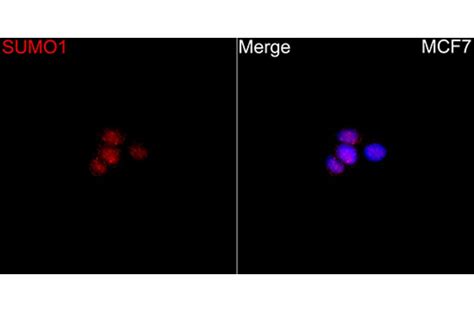 Anti Sumo1 Antibody A13895