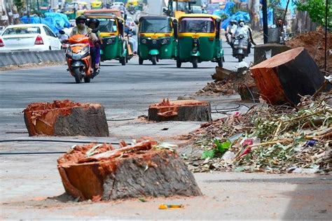 Nearly Rs 18 Lakh Fine Collected By Amc For Illegal Tree Felling In 3