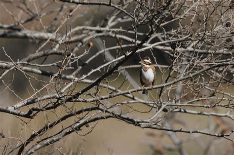 湿地の鳥さん 頭高黄鶺鴒 風のむろさん 自然の詩