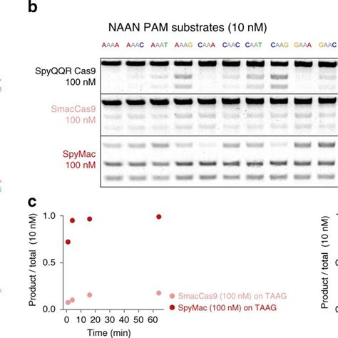 Identification Of Features From Natural PAM Divergence Through Download Scientific Diagram