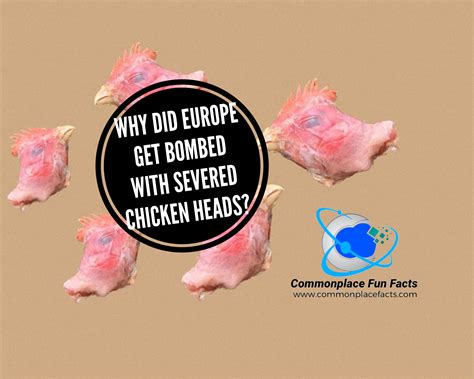 Commonplace Fun Facts A Collection Of Trivia Fun Facts Humor And