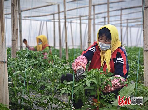 河北沧州盐碱地上建起果蔬仓 中国网