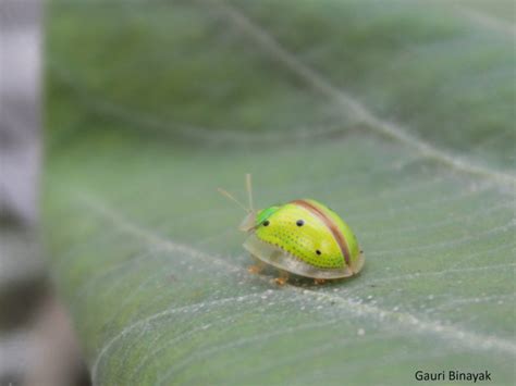 2025 Plant Herbivore Interaction Grs Seminar Grc