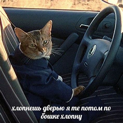 Pin Di Cherry Perry Su мемные животные