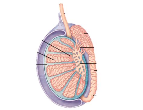 Diagram Of Bi1002 Reproduction Iii Quizlet