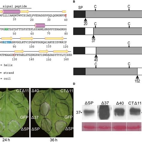 Nuclear Localization Of Avr2 Is Required To Trigger I 2 Dependent Cell