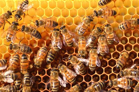Even Hive Bound Bees Get Handicapped By Pesticides