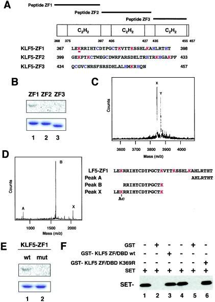 Positive And Negative Regulation Of The Cardiovascular Transcription Factor Klf5 By P300 And The