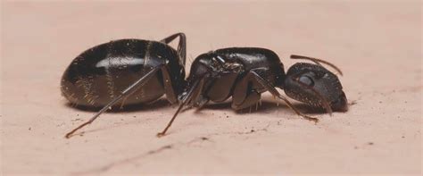 Carpenter Ants Bug U Pest Control