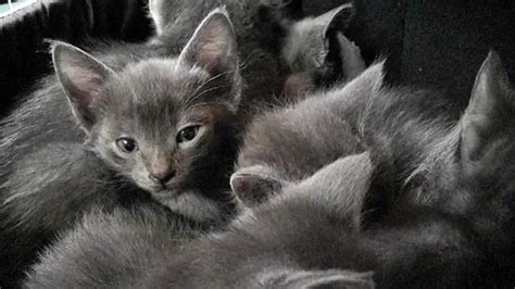 Fuzzy Kittens Napping In A Basket