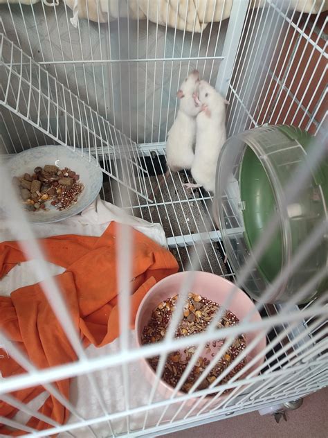 健康活泼可爱的花枝鼠有人要吗 家在深圳