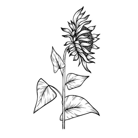 Premium Vector Line Art Vector Clipart Of Sunflower