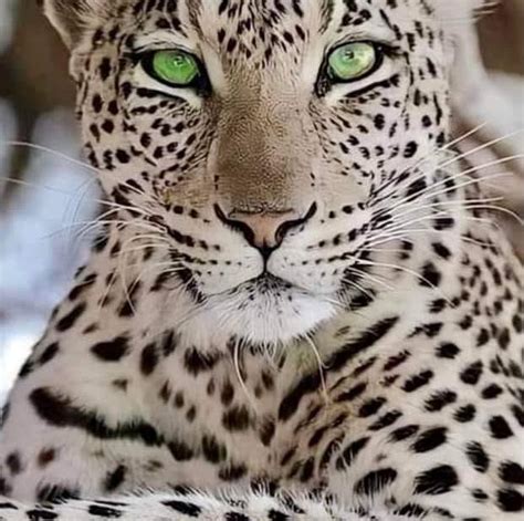 Whats A Tiny Design Flaw In An Audrey Loves Paris Facebook