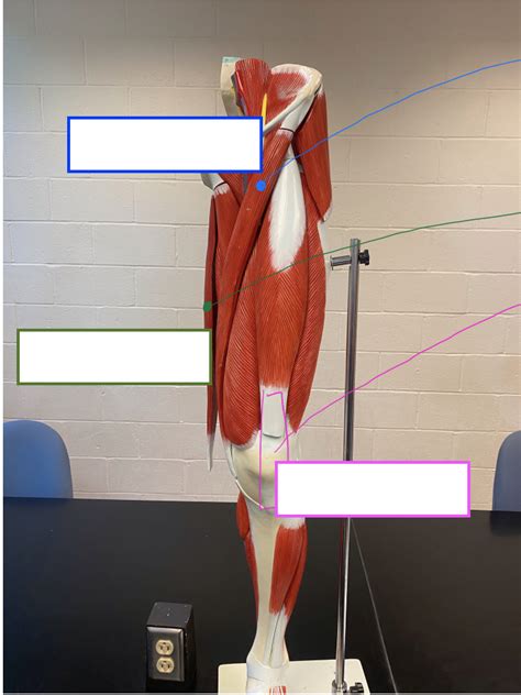 Patellar Tendon Diagram Quizlet