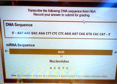 Transcribe The Following Dna Sequence From Hba Record Your Answer To Submit For Grading Dna