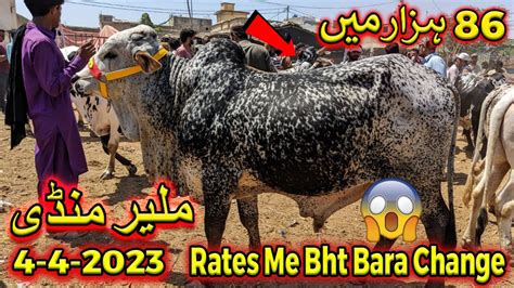Malir Mandi Karachi Cattle Rates Update 4 April 2023 Cow Mandi