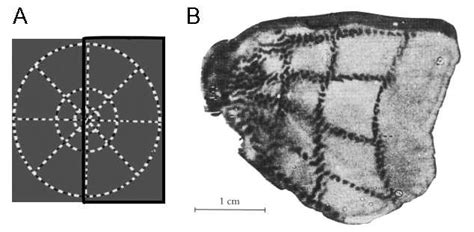 4 Retinotopic Organization Of The Primary Visual Cortex V1 The