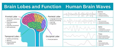 Qeeg Brain Mapping Assessment — Brain Care Psychology And Neurotherapy
