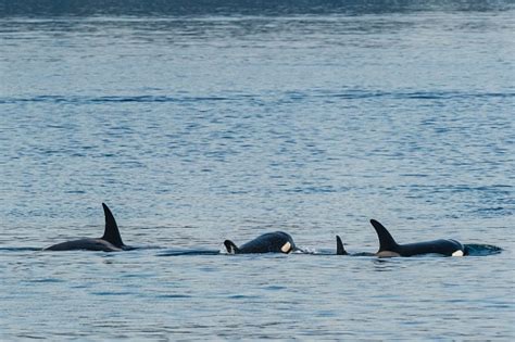 Group Of Black Whales Swimming In The Water In The Salish Sea Stock