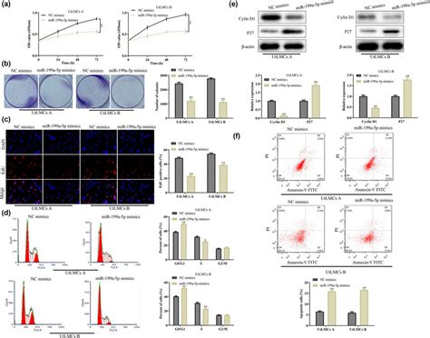 Mir 199a 5p Inhibits Cell Proliferation And Induces Apoptosis Of
