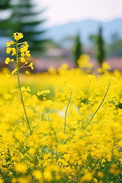 정원의 노란 꽃 배경 배경 화면 및 일러스트 무료 다운로드 Pngtree