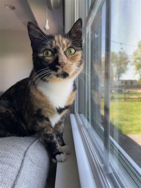 Sweet Ruby Rwatercolorcats