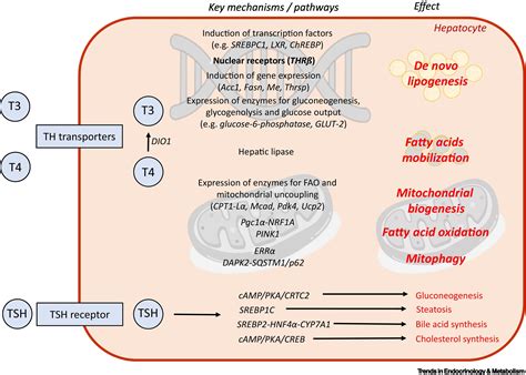 Thyroid Hormone Synthesis Pathway