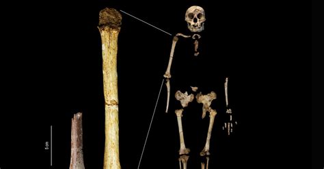 Scientists Find Arm Bone Of Ancient ‘hobbit Human The New York Times