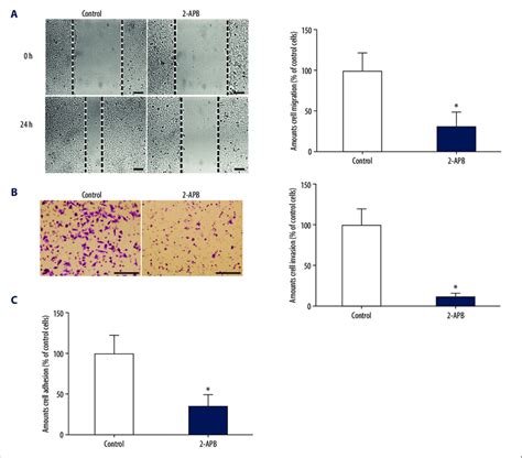 The Addition Of 2 Apb Inhibited The Migration Invasion And Adhesion