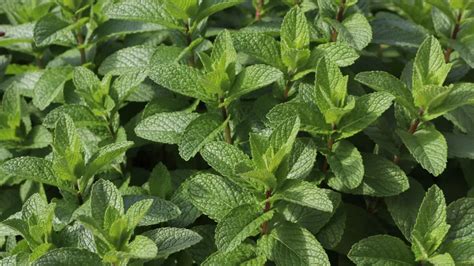 科学者がメントールとアルツハイマー病の意外な関連性を発見