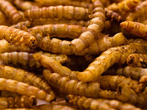 5kg Dried Mealworms Buy Dried Mealworms Online Uk Chubby Mealworms