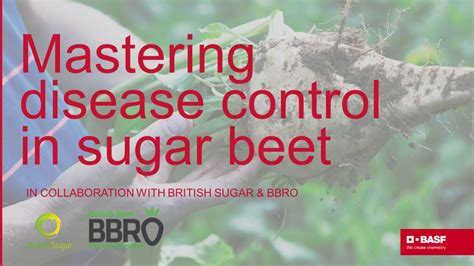 Sugarbeet