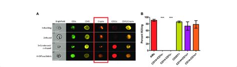 Subsets Of Phagocytic Apcs Show Differential Killing Of C Neoformans Download Scientific