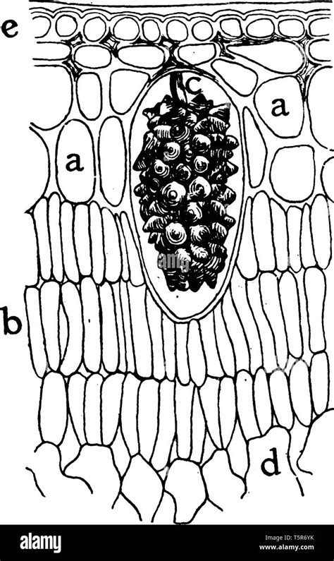 A Cross Section Of A Portion Of Leaf Of Ficus Elastica Showing The