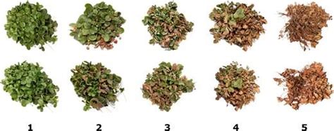 Transgressive Segregation Hopeful Monsters And Phenotypic Selection