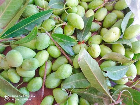 လိပ်သိုဒေသတွင် မရမ်းသီးများ လှိုင်လှိုင်ထွက်ရှိချိန် ဈေးနှုန်းကျဆင်း Information And Public