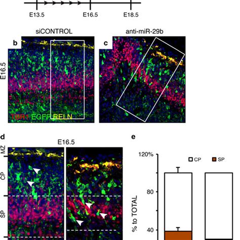 A schematic representation of Wnt β catenin mediated neurogenesis in