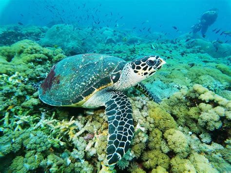 Nusa Penida Privat Snorkling GetYourGuide