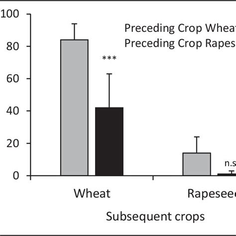 Growth Of Wheat Plants Cultivated After The Rotation Preceding Crops