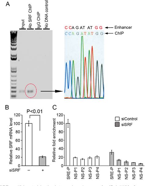 Figure 2 From An Intragenic Srf Dependent Regulatory Motif Directs