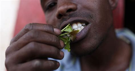 Khat To Be Banned In Uk Against Drugs Advisory Bodys Recommendation