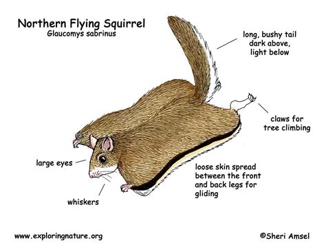 Exploring The Intricacies Of Squirrel Anatomy A Comprehensive Diagram
