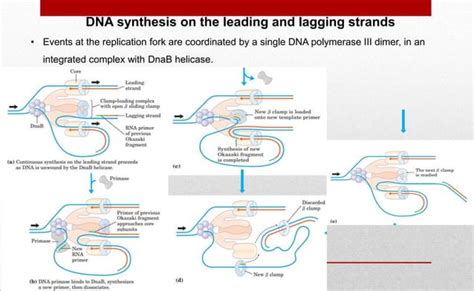 Prokaryotic And Eukaryotic Replication Pptx