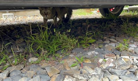 キジトラ 首輪あり