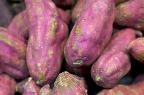Manfaat Ubi Ungu Miliki Kadar Gula Rendah