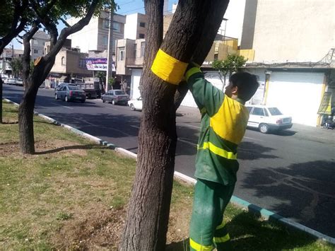 مبارزه با آفات ۱۲۰۰ اصله درخت در بوستان‌های سطح ناحیه ۵ منطقه ۱۵