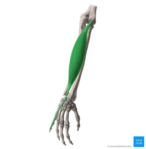 Extensor Digiti Minimi Attachments And Function Kenhub